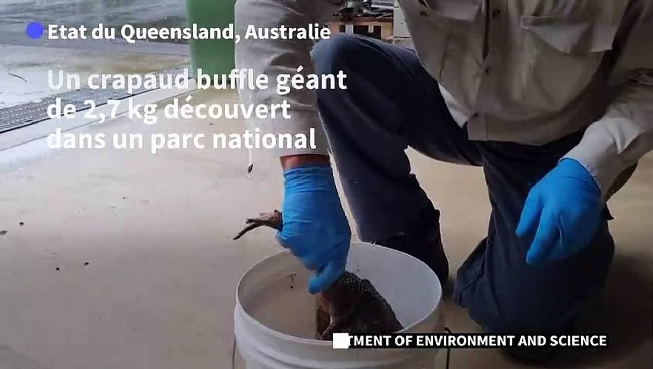 Australie : découverte d'un crapaud buffle géant de 2,7 kg ...